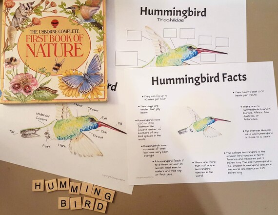 Hummingbird Anatomy and Facts Lesson Plans Homeschool - Etsy