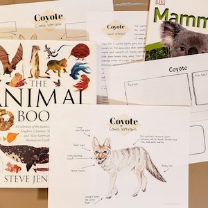 Coyote: Science Unit Study Anatomy and Facts - Lesson Plans, Homeschool ...