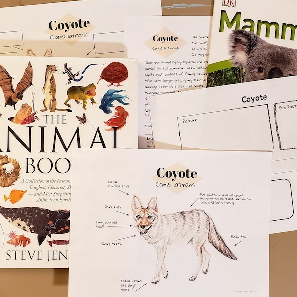 Coyote Anatomy - Etsy