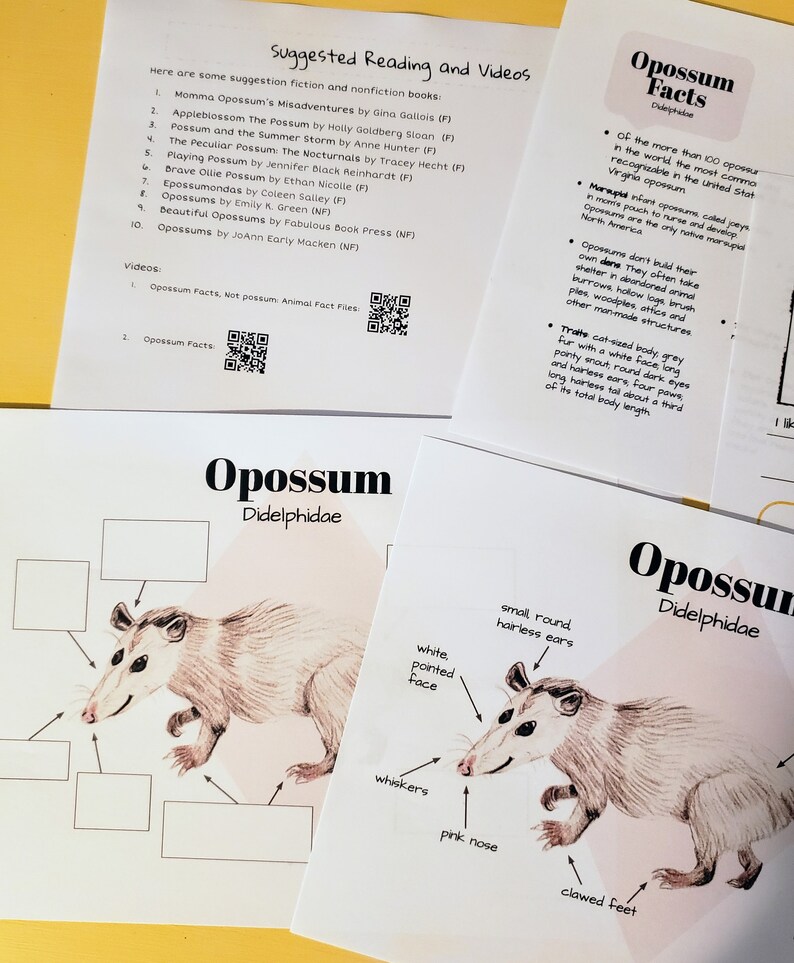 Unit Study Opossum Anatomy and Facts - Lesson Plans, Homeschool ...