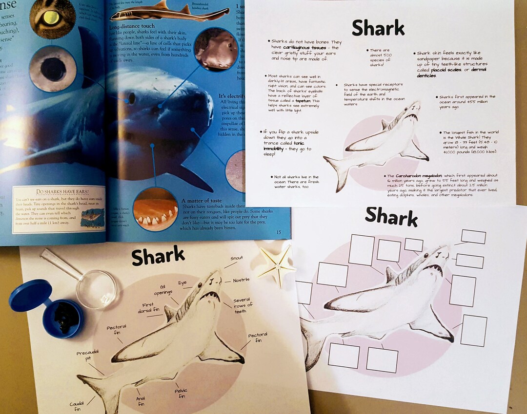Shark Study Lesson Plan for Kids | Ocean Animals Unit Study | Digital ...