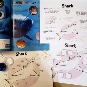 Shark Study Lesson Plan for Kids | Ocean Animals Unit Study | Digital ...