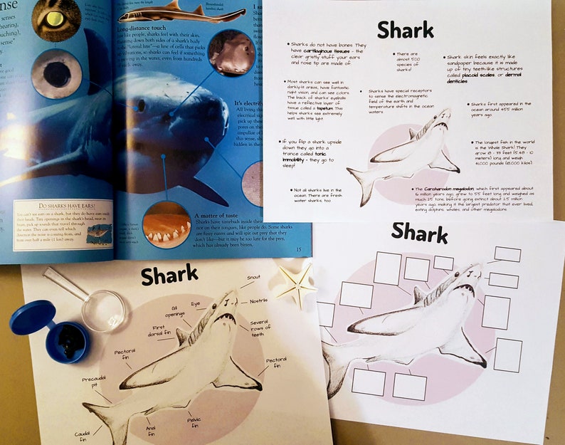 Shark Study Lesson Plan for Kids | Ocean Animals Unit Study | Digital ...
