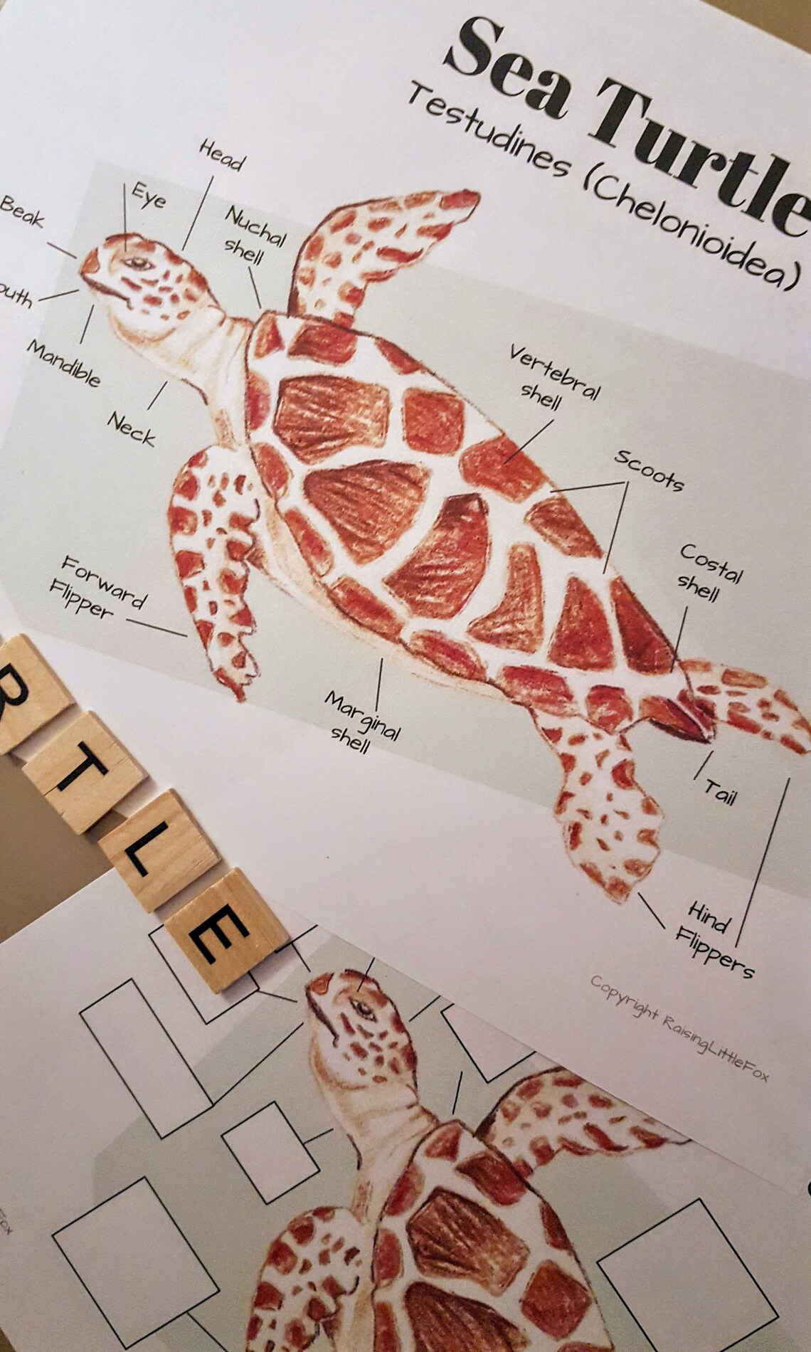 Sea Turtle anatomy and facts Lesson plans homeschool - Etsy México