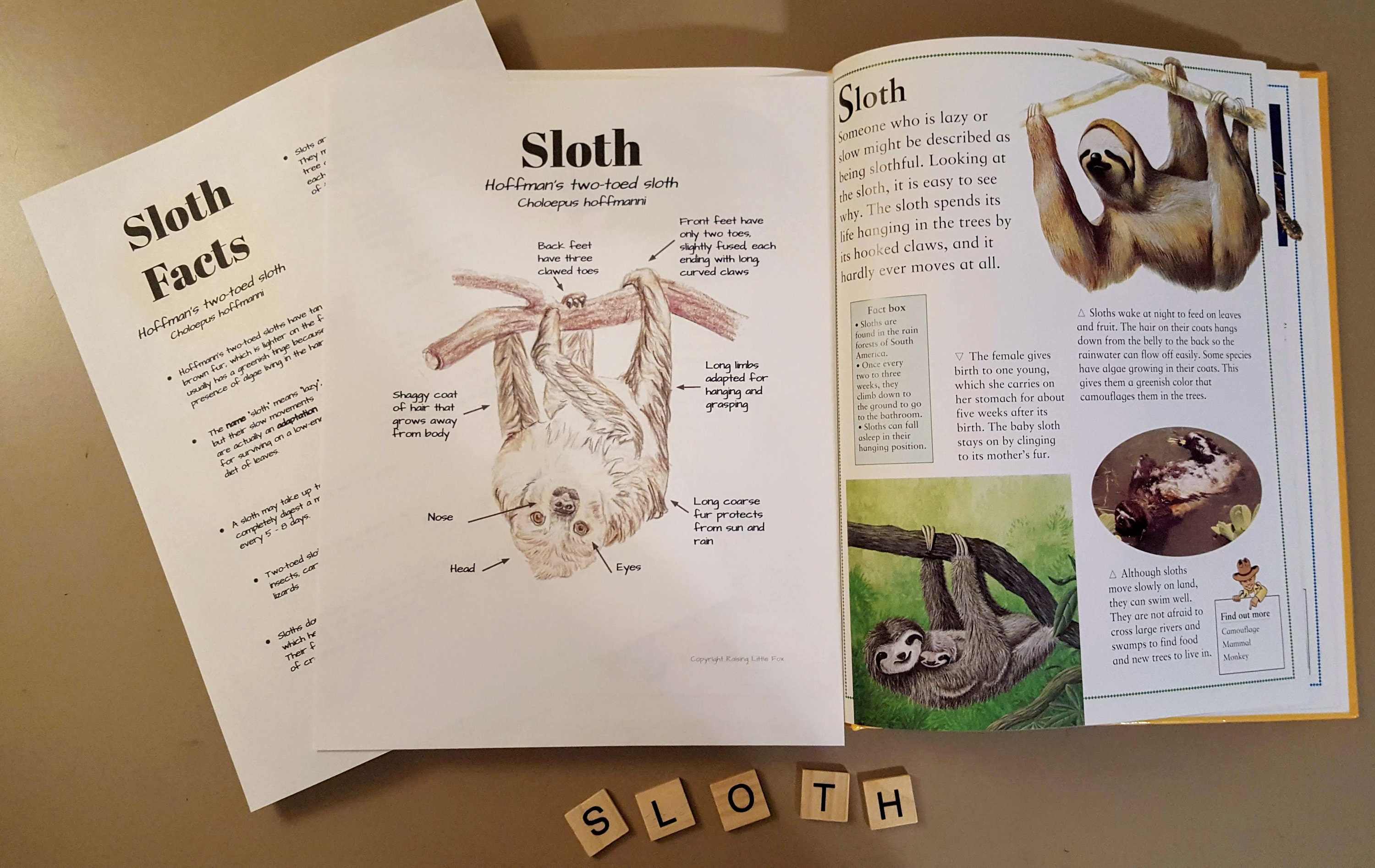 Fun and Educational Hoffman's Two-toed Sloth Activity for Kids ...