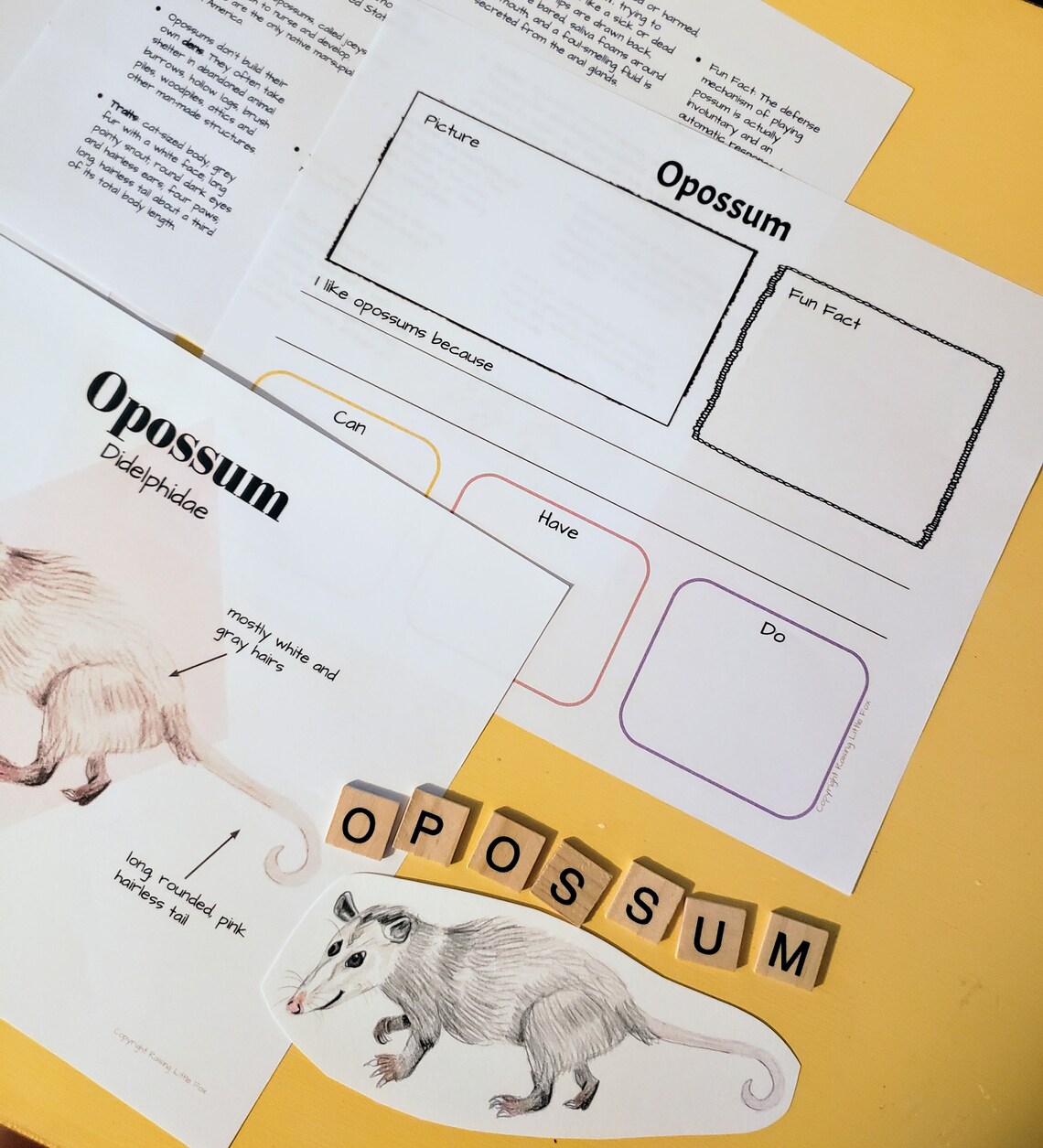 Unit Study Opossum Anatomy and Facts - Lesson Plans, Homeschool ...