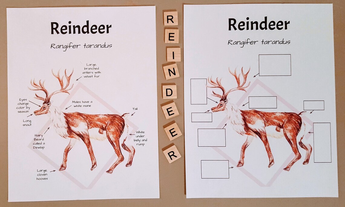 Unit Study Reindeer Anatomy and Facts - Lesson Plans, Homeschool ...