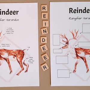 Unit Study Reindeer Anatomy and Facts - Lesson Plans, Homeschool ...