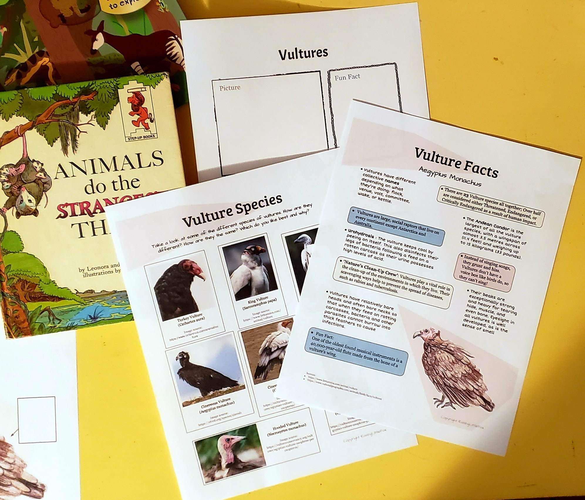 Unit Study Vulture Anatomy and Facts Lesson Plans, Homeschool ...