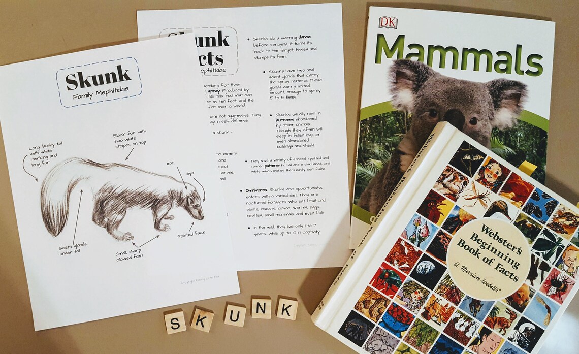 Unit Study Skunk Anatomy and Facts - Lesson Plans, Homeschool ...