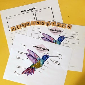 Hummingbird Study Lesson Plan | Anatomy Chart, Labels, & Worksheet for ...