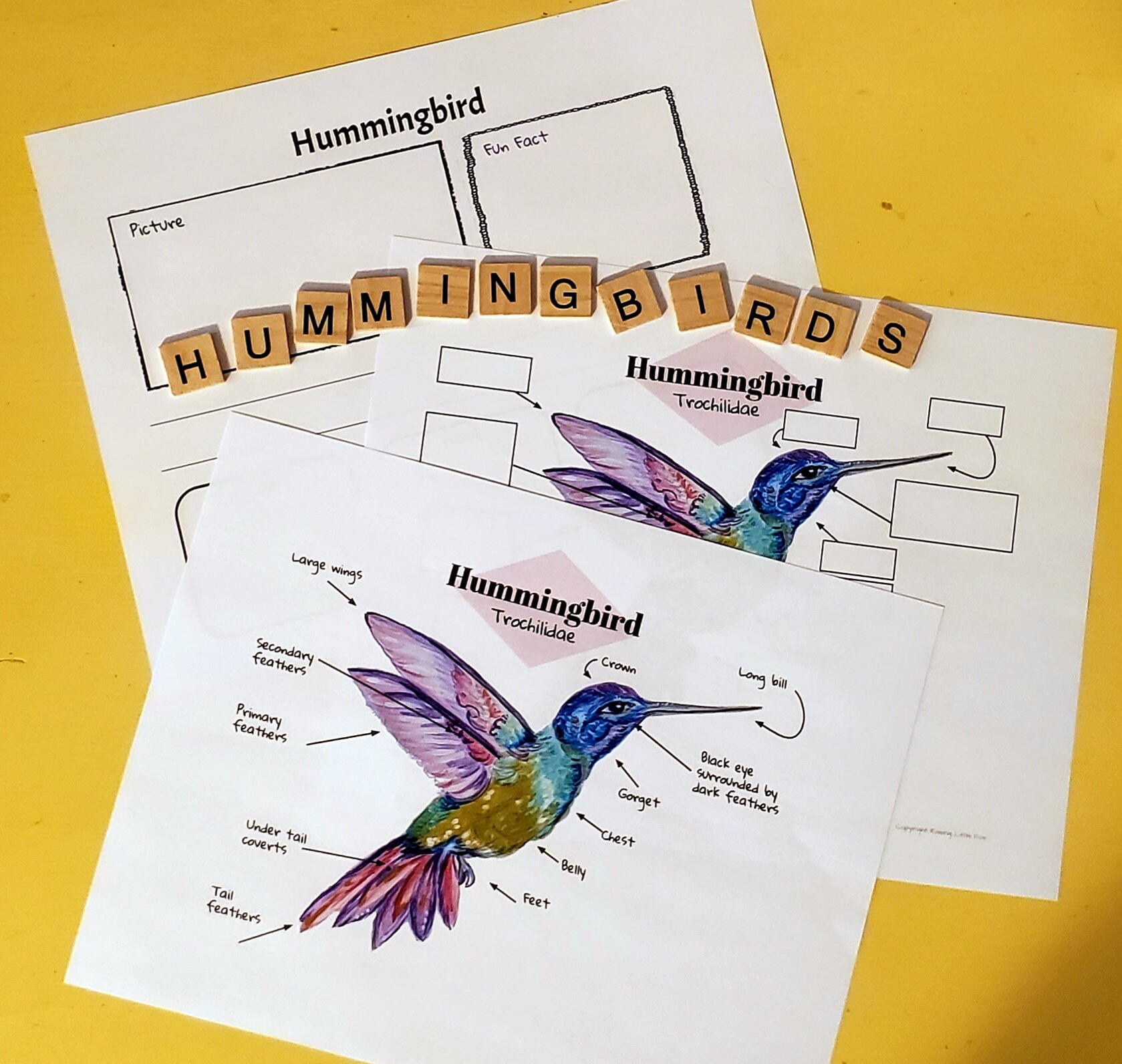 Hummingbird Study Lesson Plan Anatomy Chart, Labels, & Worksheet for ...