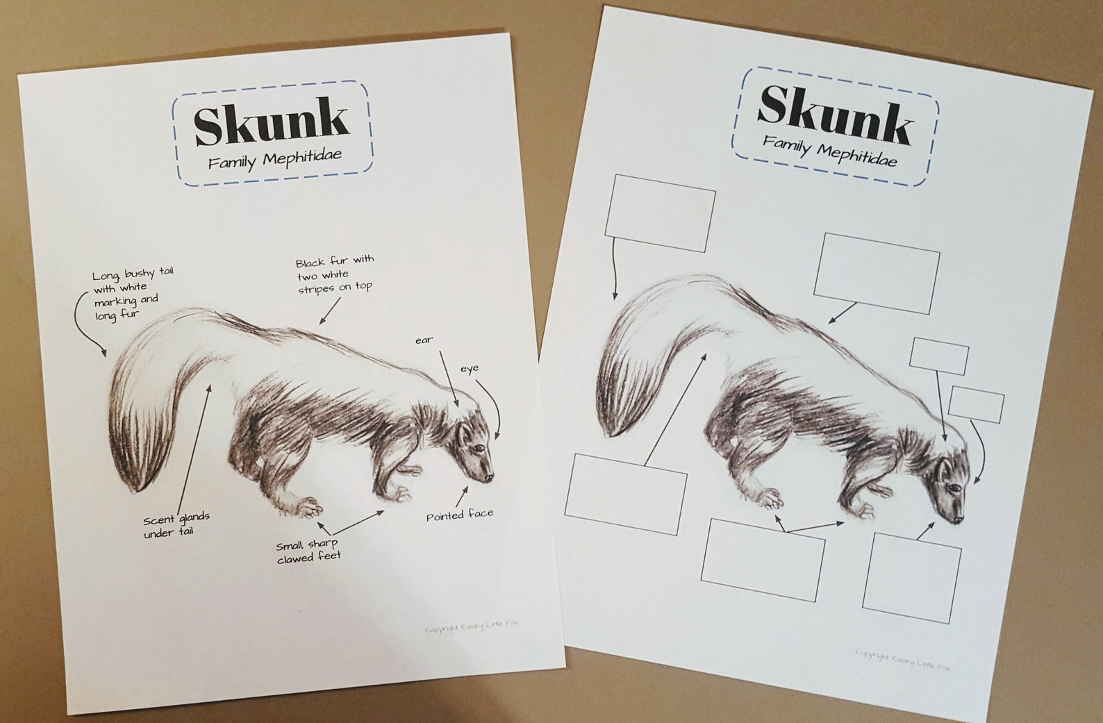 Skunk anatomy and facts Lesson plans homeschool - Etsy España