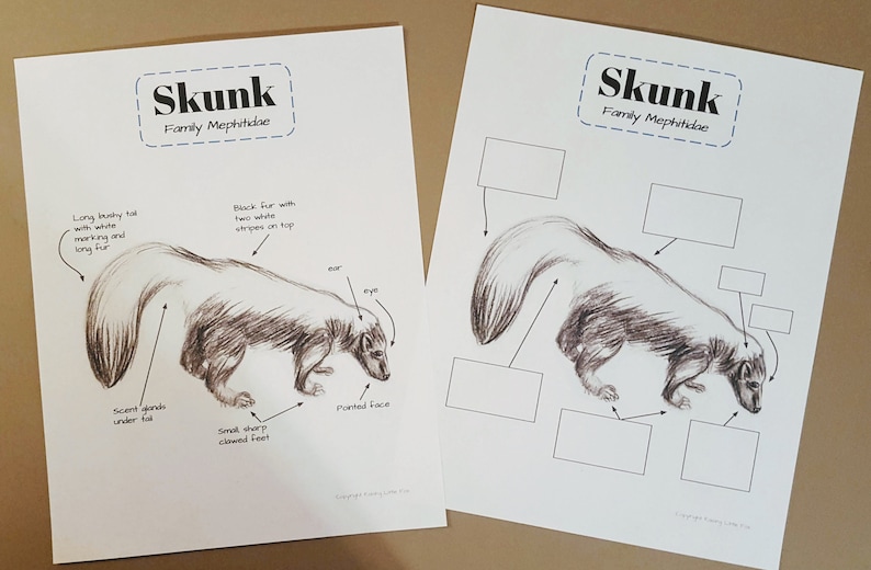 Unit Study Skunk Anatomy and Facts - Lesson Plans, Homeschool ...