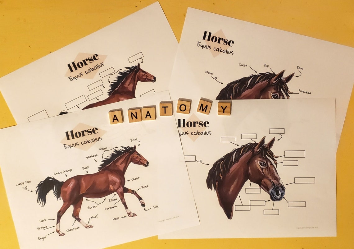 Unit Study on Horse Anatomy and Fun Facts | Grades 1-5 | Science Nature ...