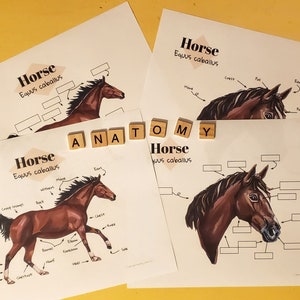 Unit Study on Horse Anatomy and Fun Facts | Grades 1-5 | Science Nature ...