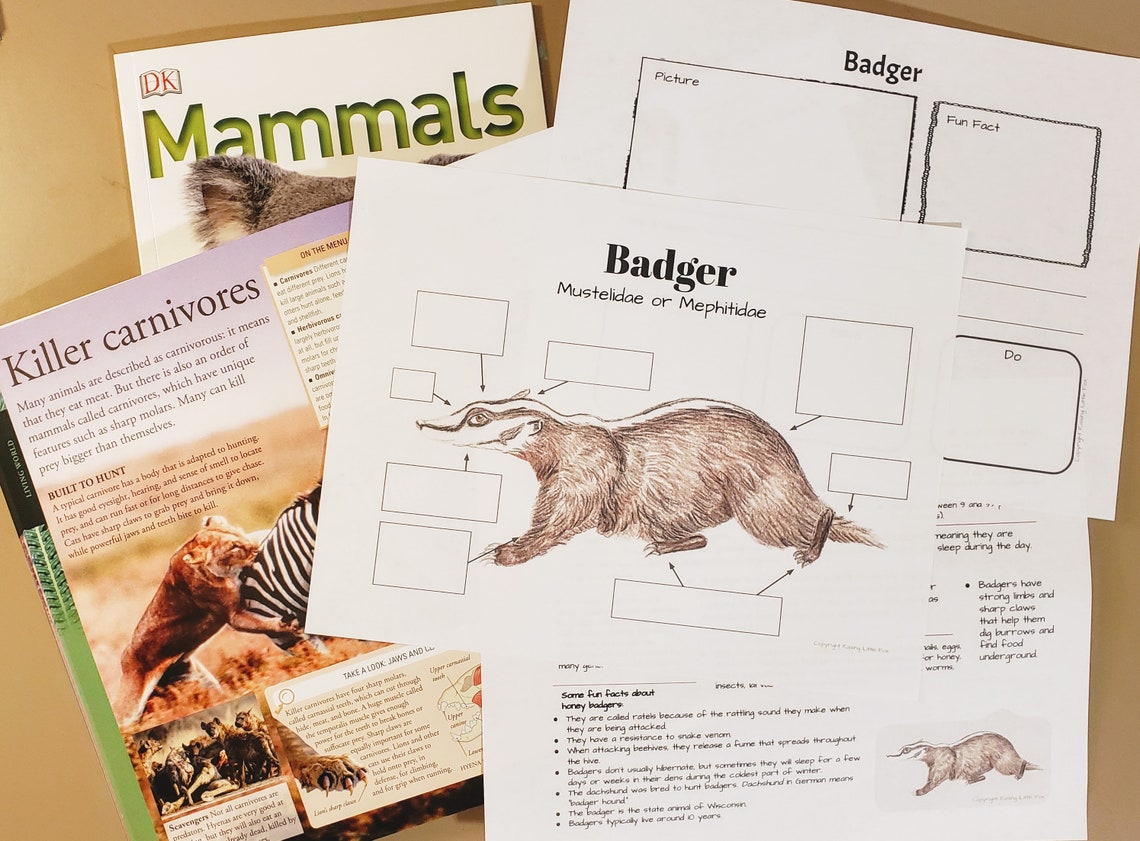 Badger Unit Study Anatomy and Facts - Lesson Plans, Homeschool ...