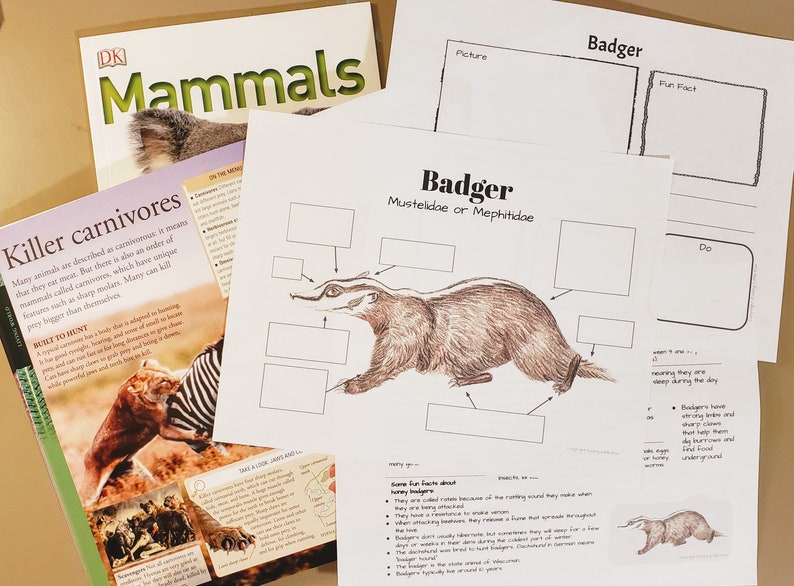 Badger Unit Study Anatomy and Facts - Lesson Plans, Homeschool ...