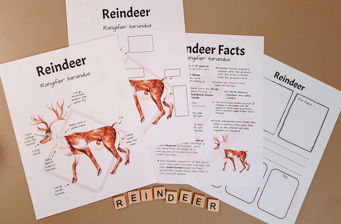 Reindeer Anatomy and Facts Lesson Plans Homeschool - Etsy