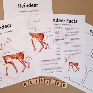 Unit Study Reindeer Anatomy and Facts - Lesson Plans, Homeschool ...