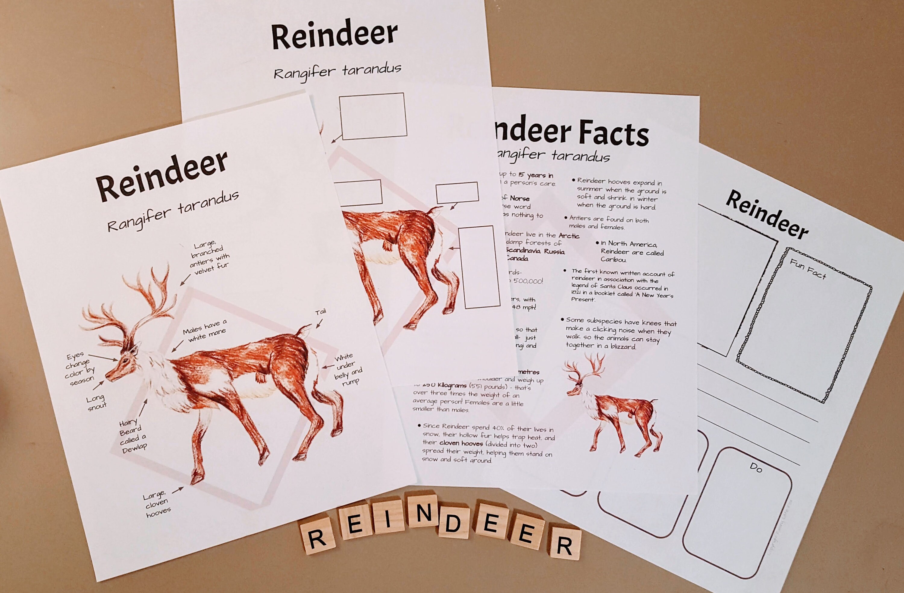 Unit Study Reindeer Anatomy and Facts Lesson Plans, Homeschool ...