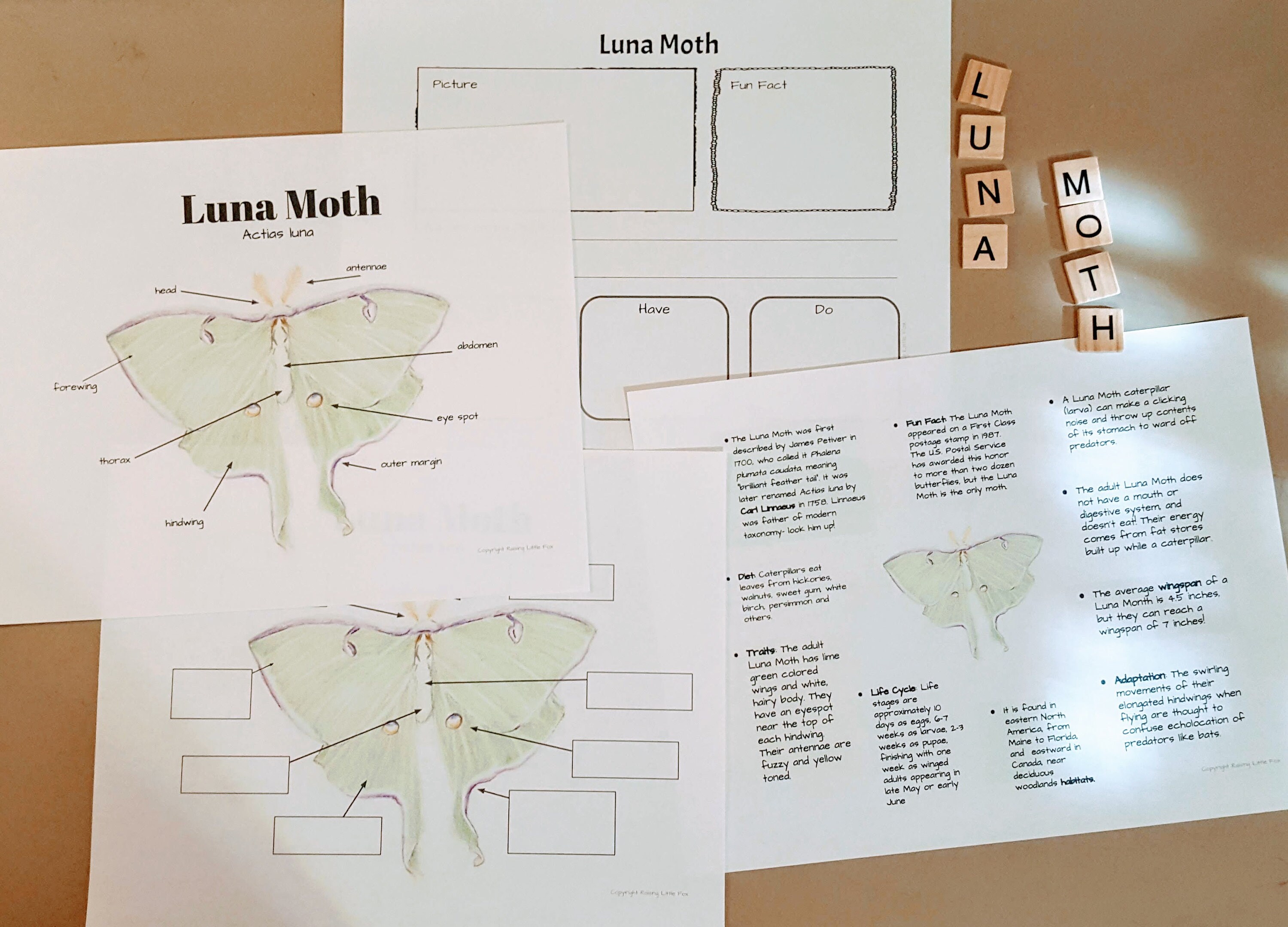 Unit Study Luna Moth Anatomy and Facts - Lesson Plans, Homeschool ...