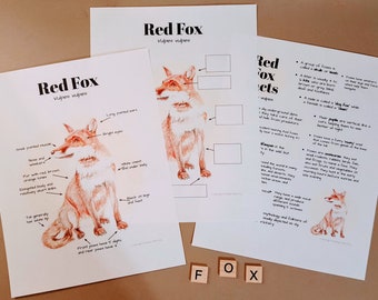 Badger Unit Study Anatomy and Facts - Lesson Plans, Homeschool ...