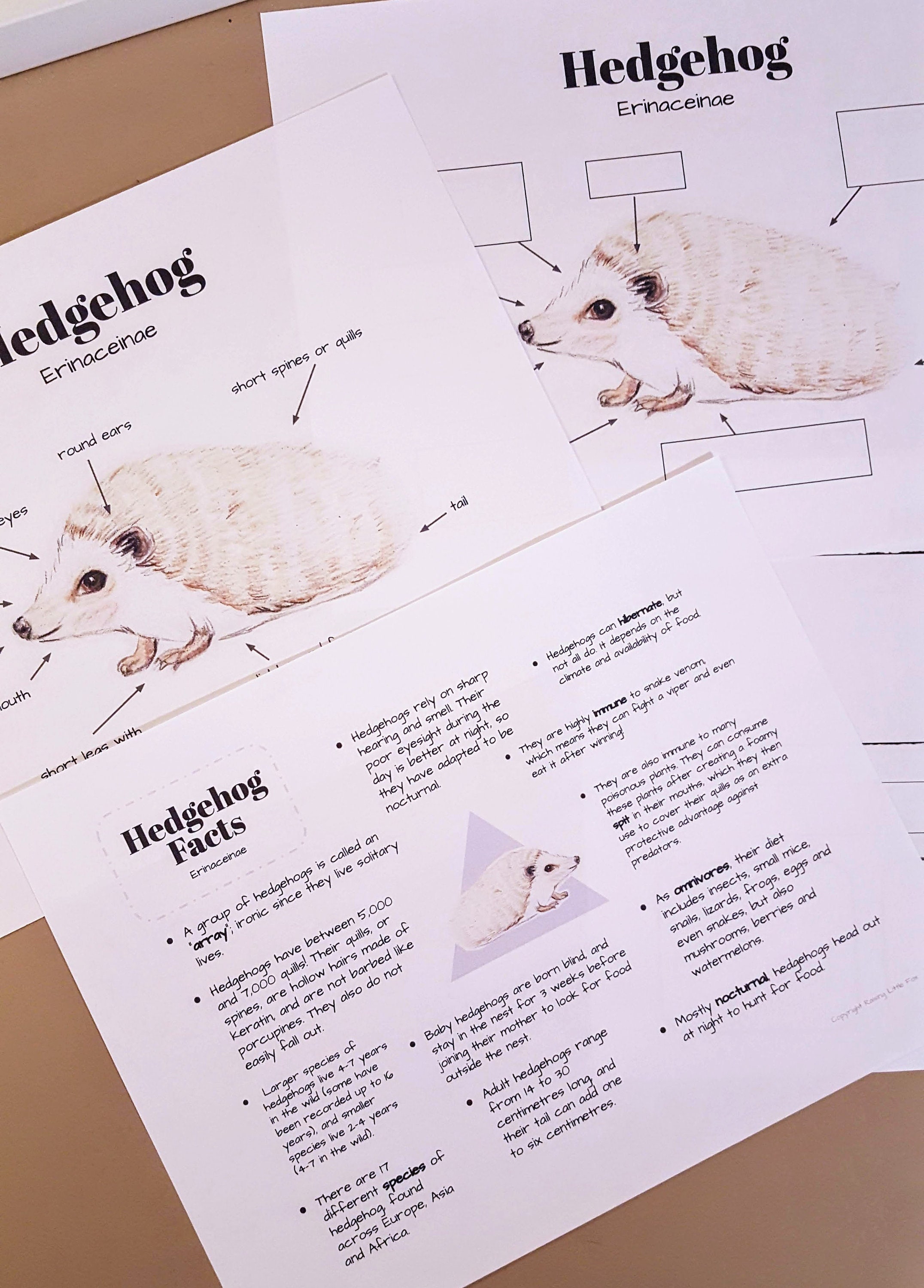Unit Study Hedgehog Anatomy and Facts - Lesson Plans, Homeschool ...