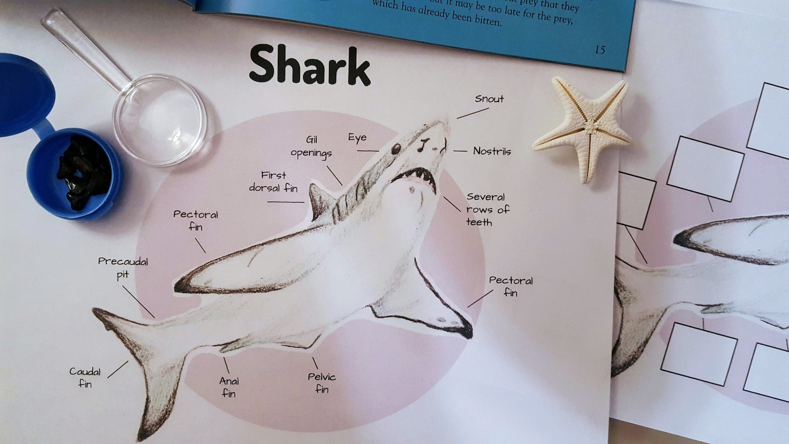 Shark Study Lesson Plan for Kids | Ocean Animals Unit Study | Digital ...