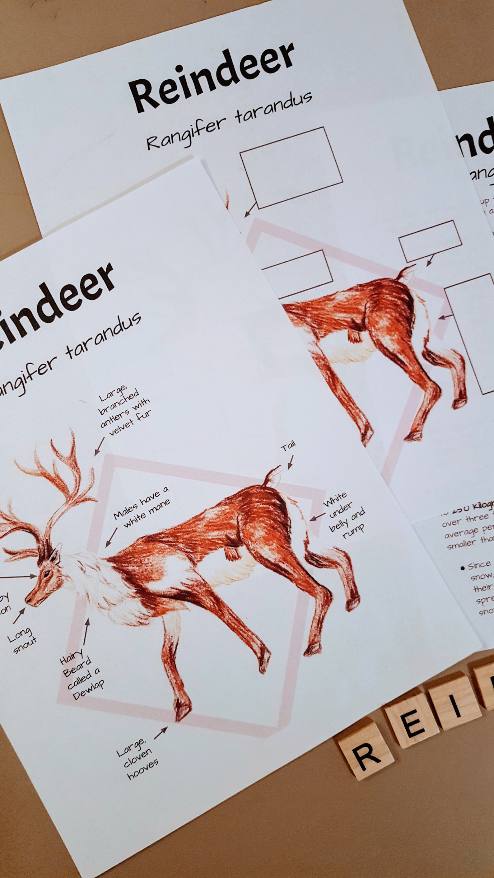 Unit Study Reindeer Anatomy and Facts - Lesson Plans, Homeschool ...