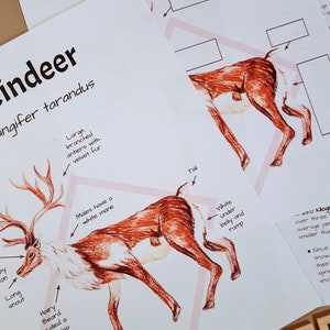 Reindeer anatomy and facts Lesson plans homeschool | Etsy