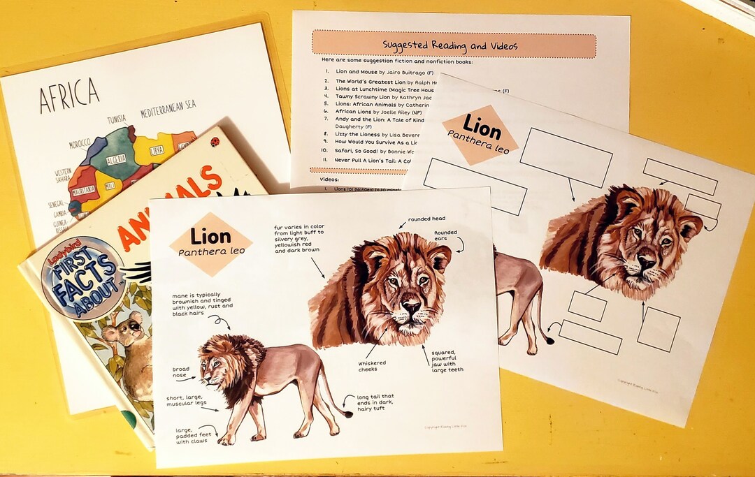 Unit Study African Lion Anatomy and Facts - Lesson Plans, Homeschool ...