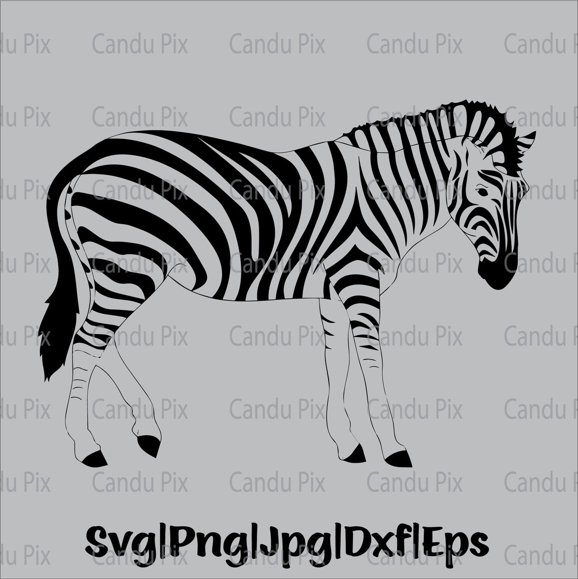 Zebra Svg Zebra Png Zoo Animal Svg Png Zebra Cricut File - Etsy