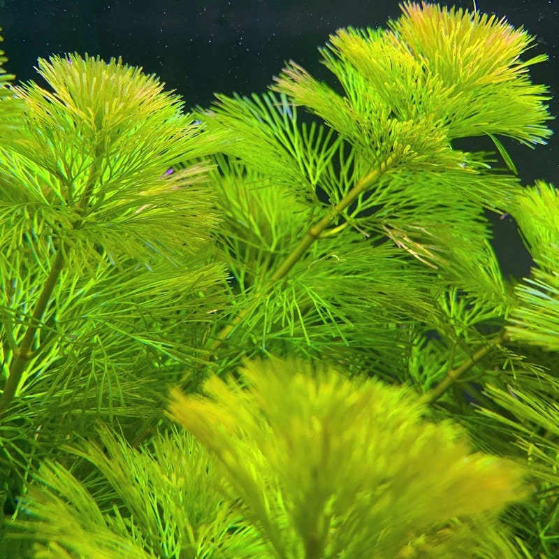 Plant Purple Decor - Etsy