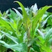 Hygrophila Salcifolia (hygro. Blue)- BUY3GET1FREE - Live Aquarium Plant ...