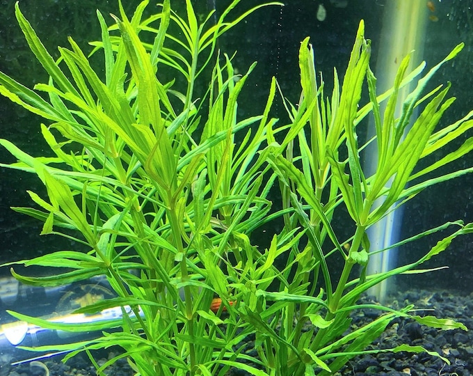 3 Downoi Plants Aka “little Star” Live Aquarium Plants! Free S/h Rare ...