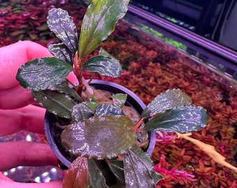 Velvet Bucephalandra Pot Buce Live Aquarium Plant Aquascape Hardy Plant ...