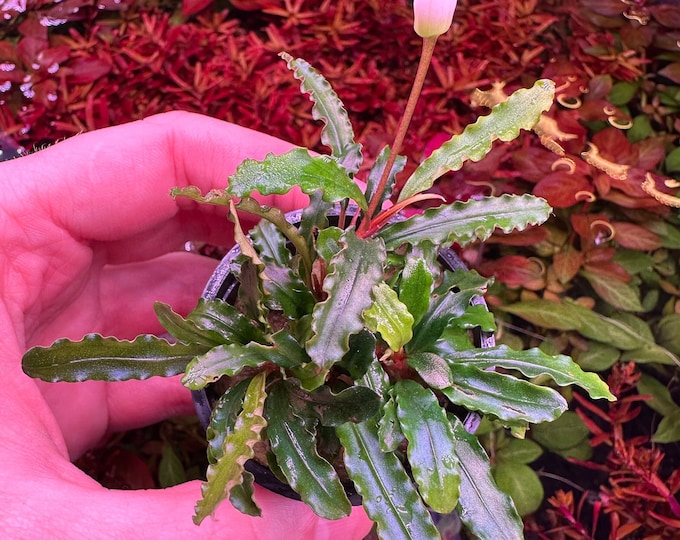 Velvet Bucephalandra Pot - Buce Live Aquarium Plant Aquascape Hardy ...