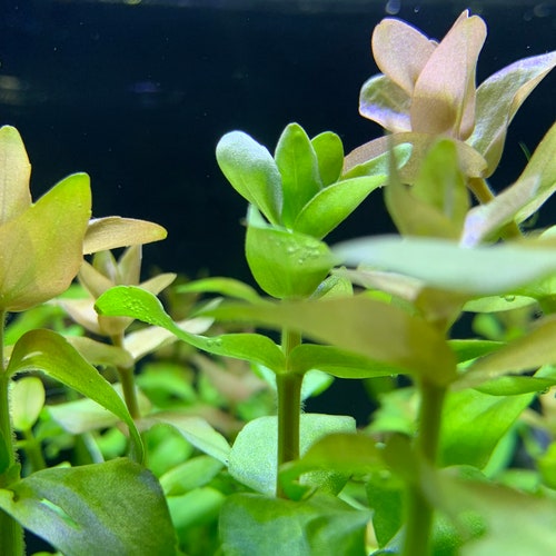 Bacopa bacopa Caroliniana BUY3GET1FREE Live Aquarium - Etsy