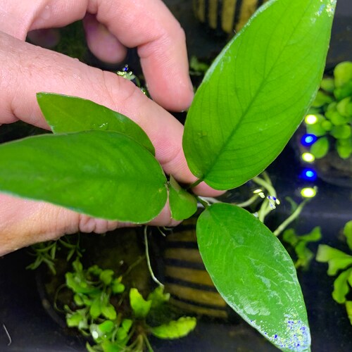 ANUBIAS FRAZERI BUY3GET1FREE Live Aquarium Plant Aquascape - Etsy