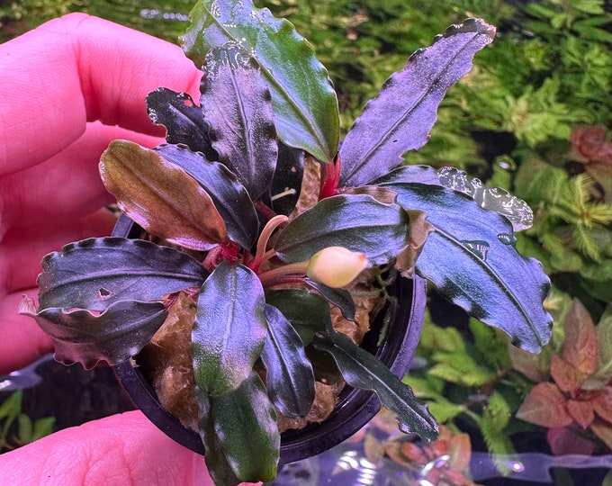 Godzilla Bucephalandra Pot - Buce Live Aquarium Plant Aquascape Hardy ...