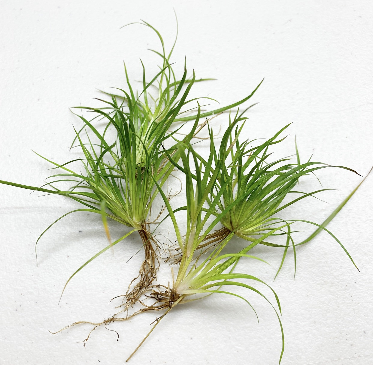 Juncus Repens Portion Live Foreground Aquarium Plants - Etsy