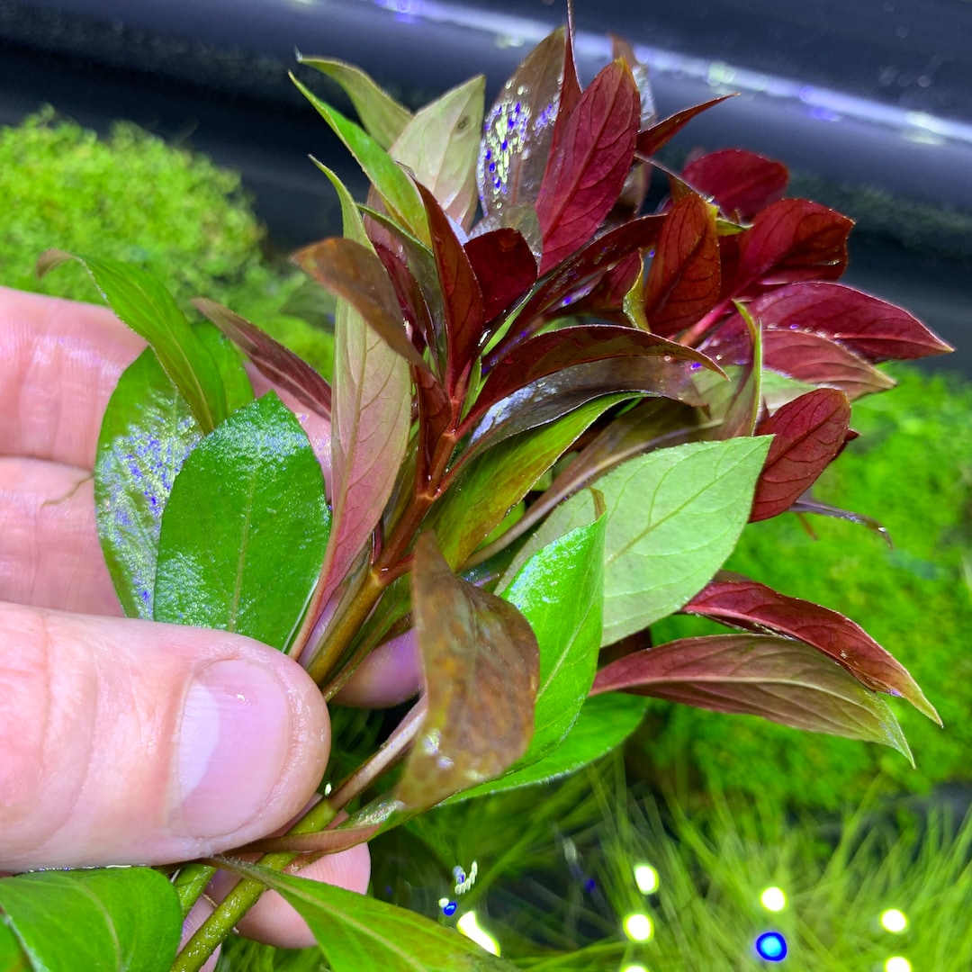 Ludwigia 'dark Red' Live Aquarium Plant (ludwigia Repens) - Etsy