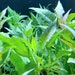 Hygrophila Salcifolia (hygro. Blue)- BUY3GET1FREE - Live Aquarium Plant ...