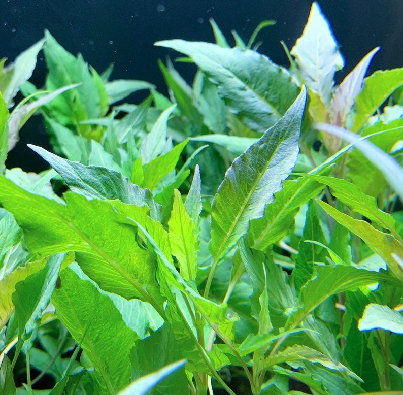 Hygrophila Salcifolia hygro. Blue BUY3GET1FREE Live - Etsy