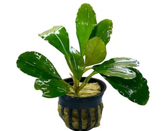 Amanda Bucephalandra Pot Buce Live Aquarium Plant Aquascape Hardy Plant ...
