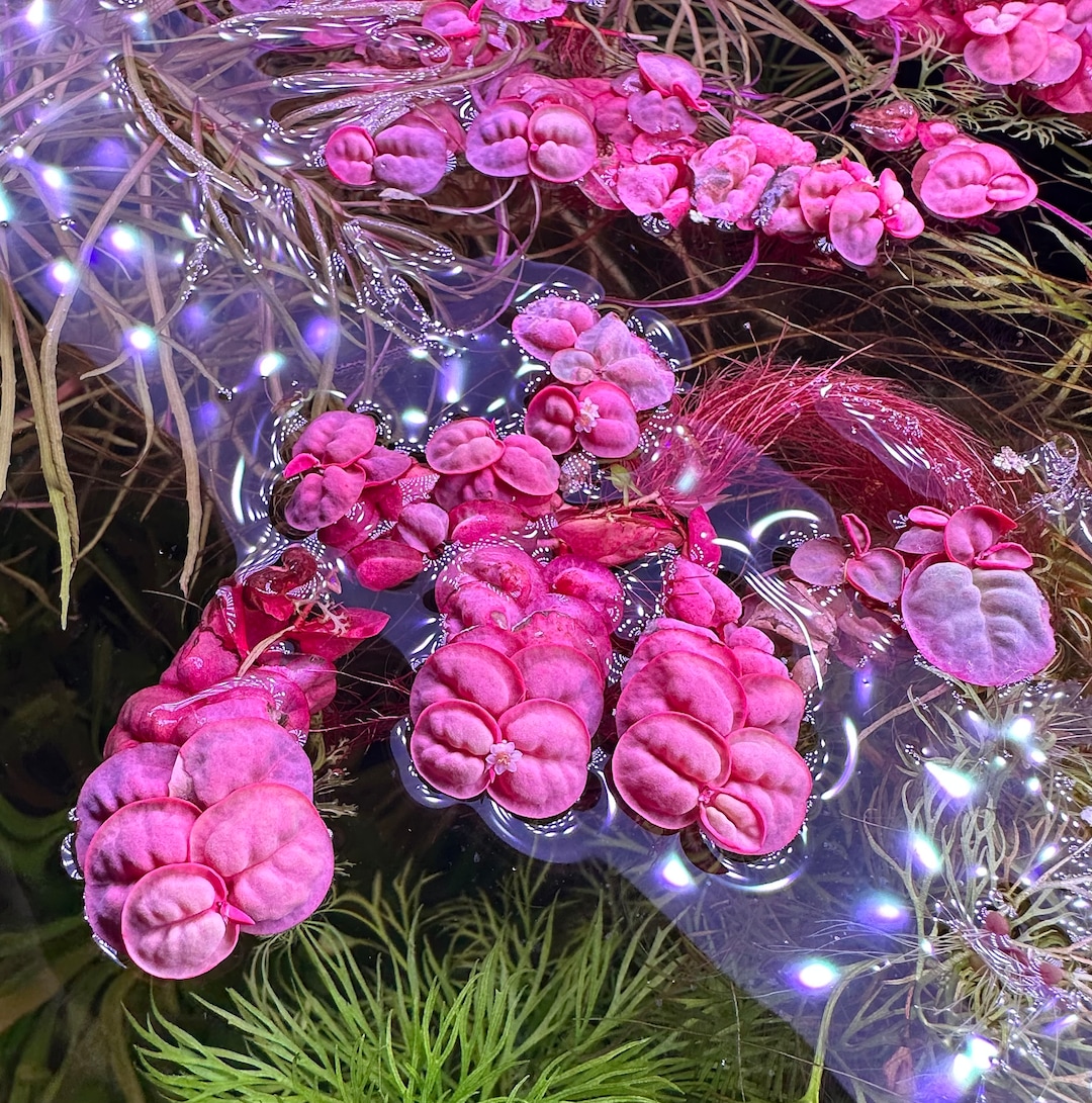 Red Root Floaters (phyllanthus Fluitans) - BUY3GET1FREE - Live Pond ...