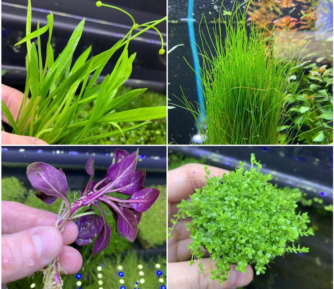 Foreground Aquarium Plant Pack: Assorted Live Starter Plants X4 - Etsy