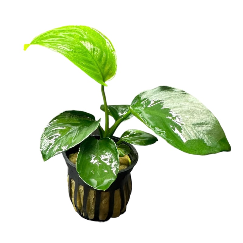 Aquarium Rock With Moss - Etsy