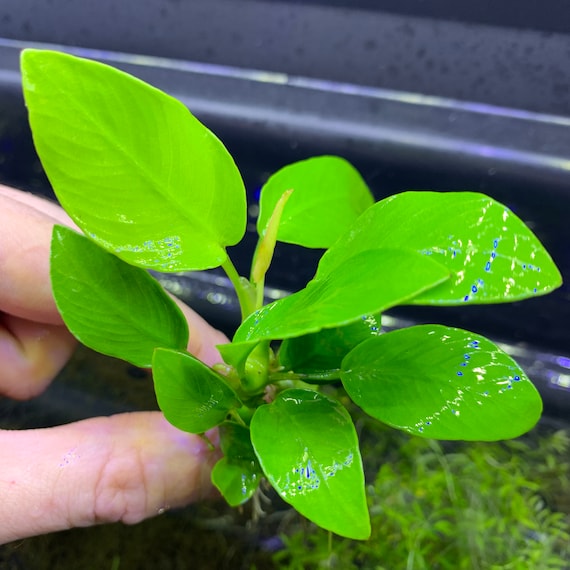 Anubias Nana 'Golden Coin' BUY3GET1FREE Live | Etsy